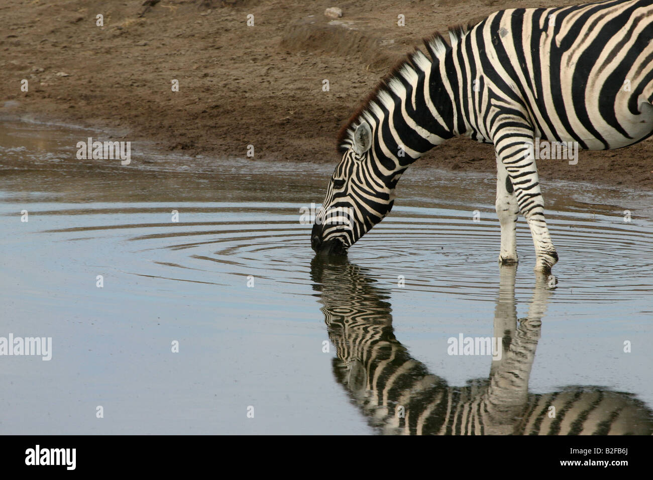 Zebra Drinking Water Drawing