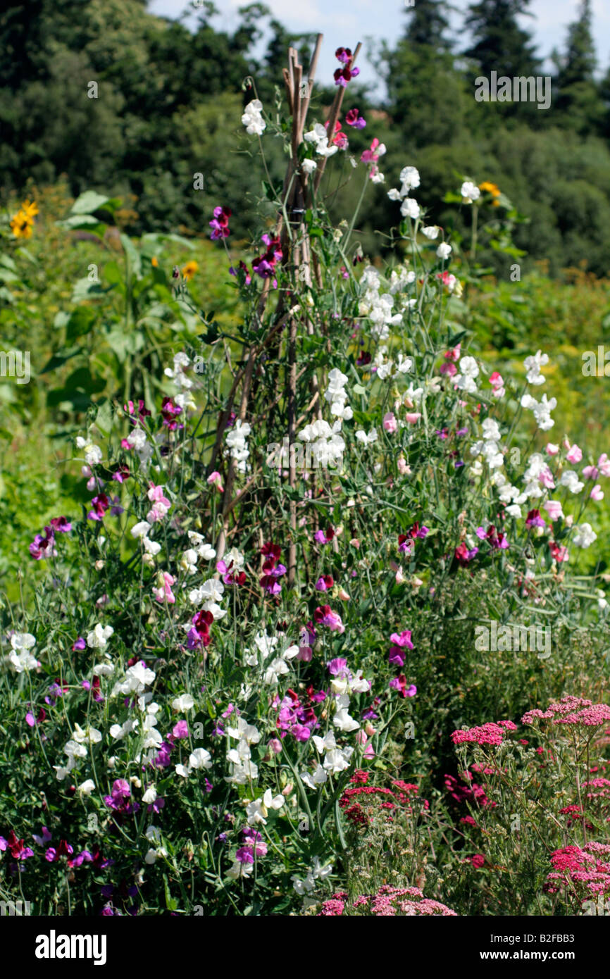 Sweet peas trained teepee lathyrus growing framework cut flowers hi-res ...