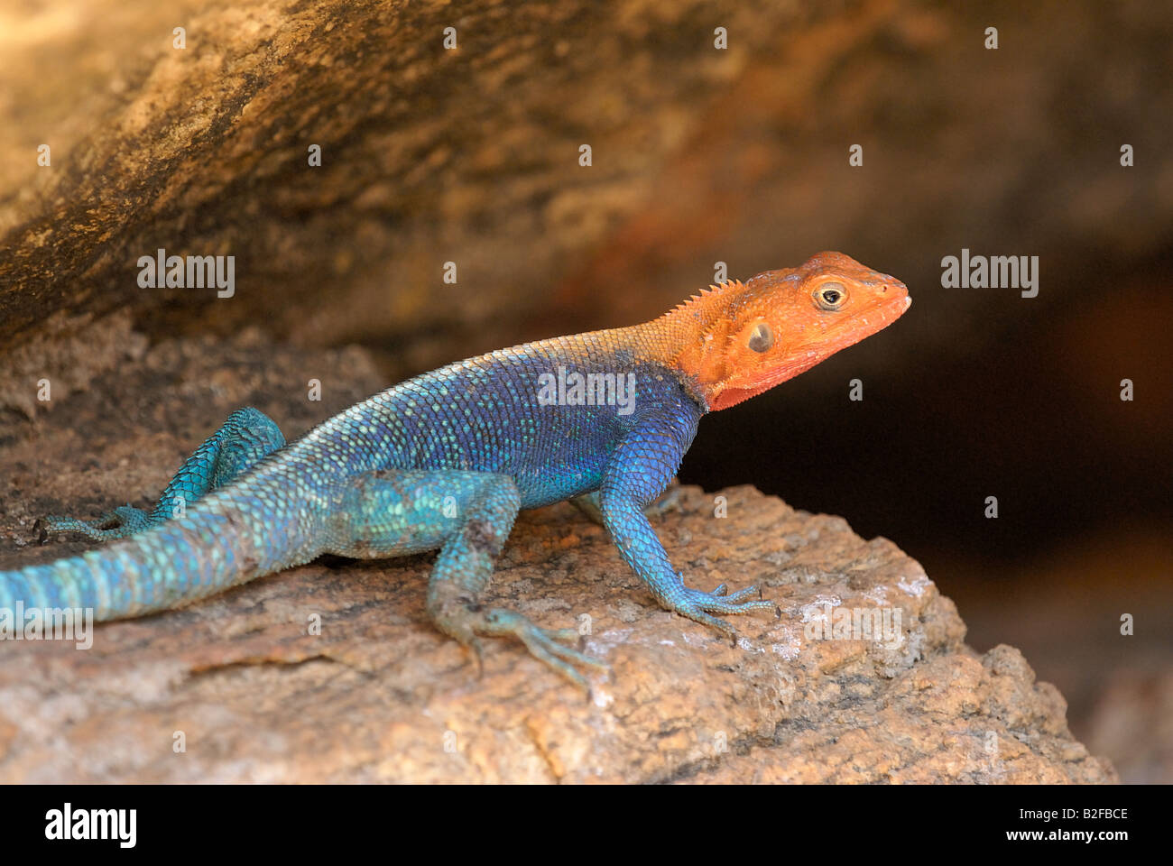 Red headed agame hi-res stock photography and images - Alamy