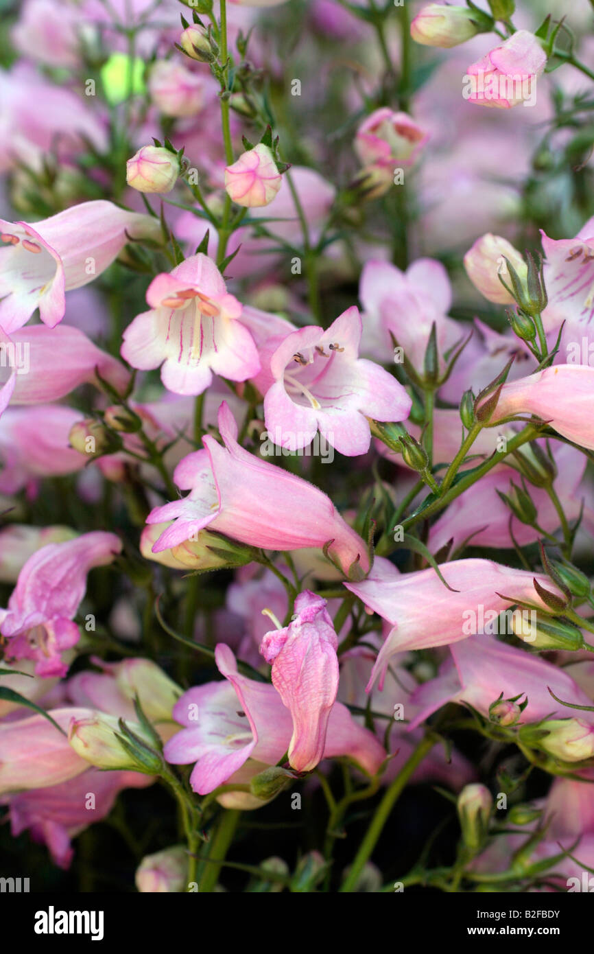 PENSTEMON SHELL SYN PENSTEMON PATIO BELLS SHELL Stock Photo - Alamy