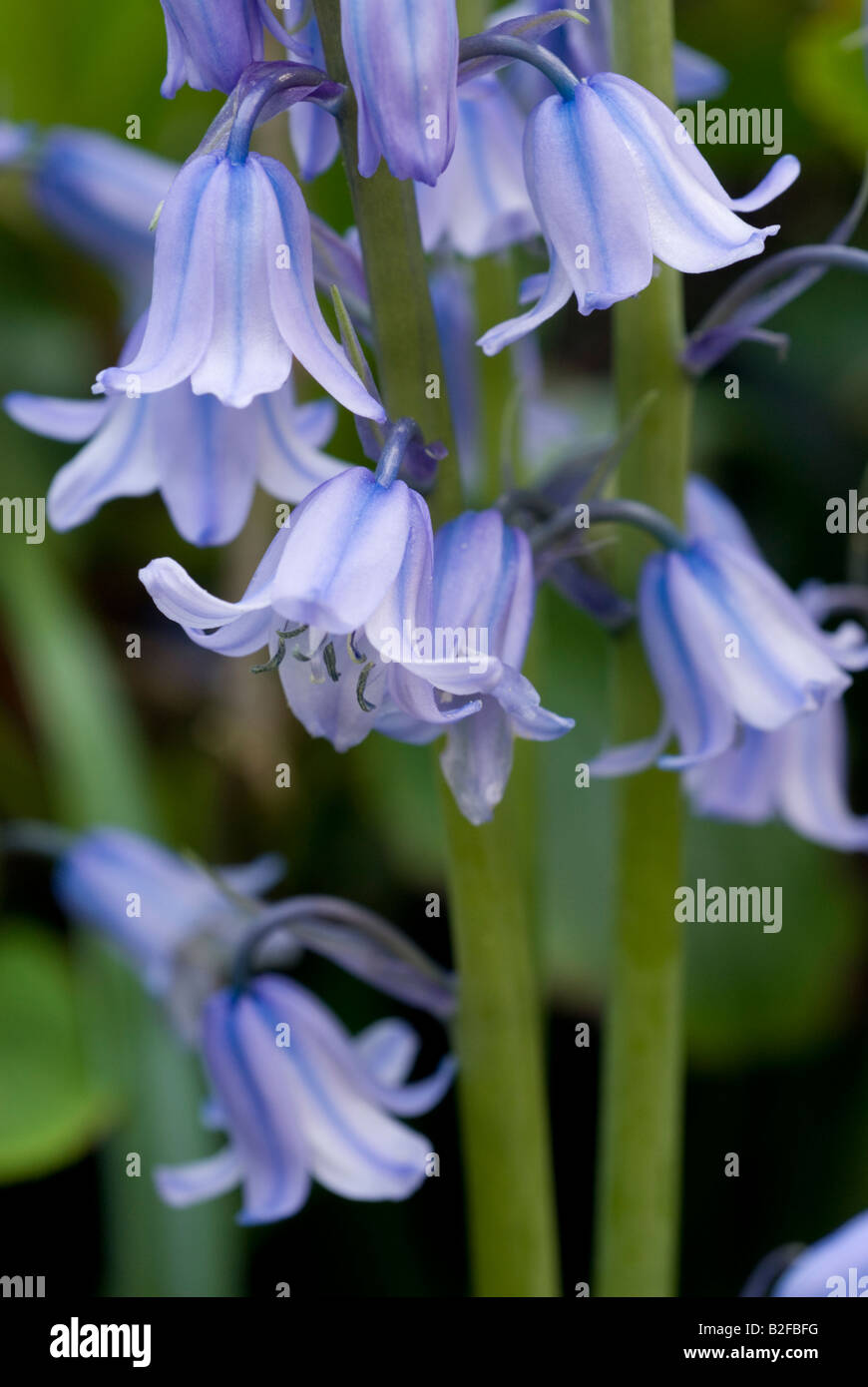 close up of bluebell flowers in soft low contrast light Stock Photo - Alamy