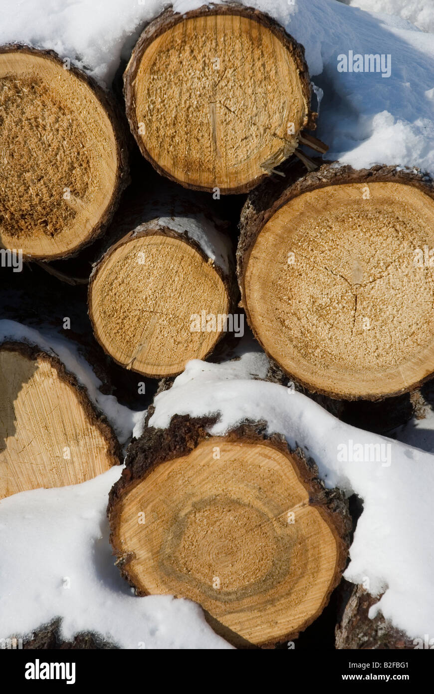 Timber tree hi-res stock photography and images - Alamy
