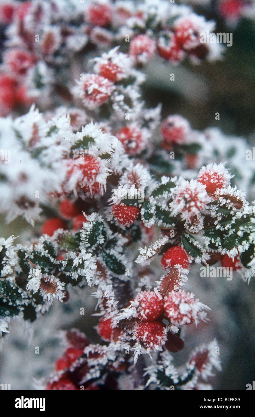 Bearberries hi-res stock photography and images - Alamy