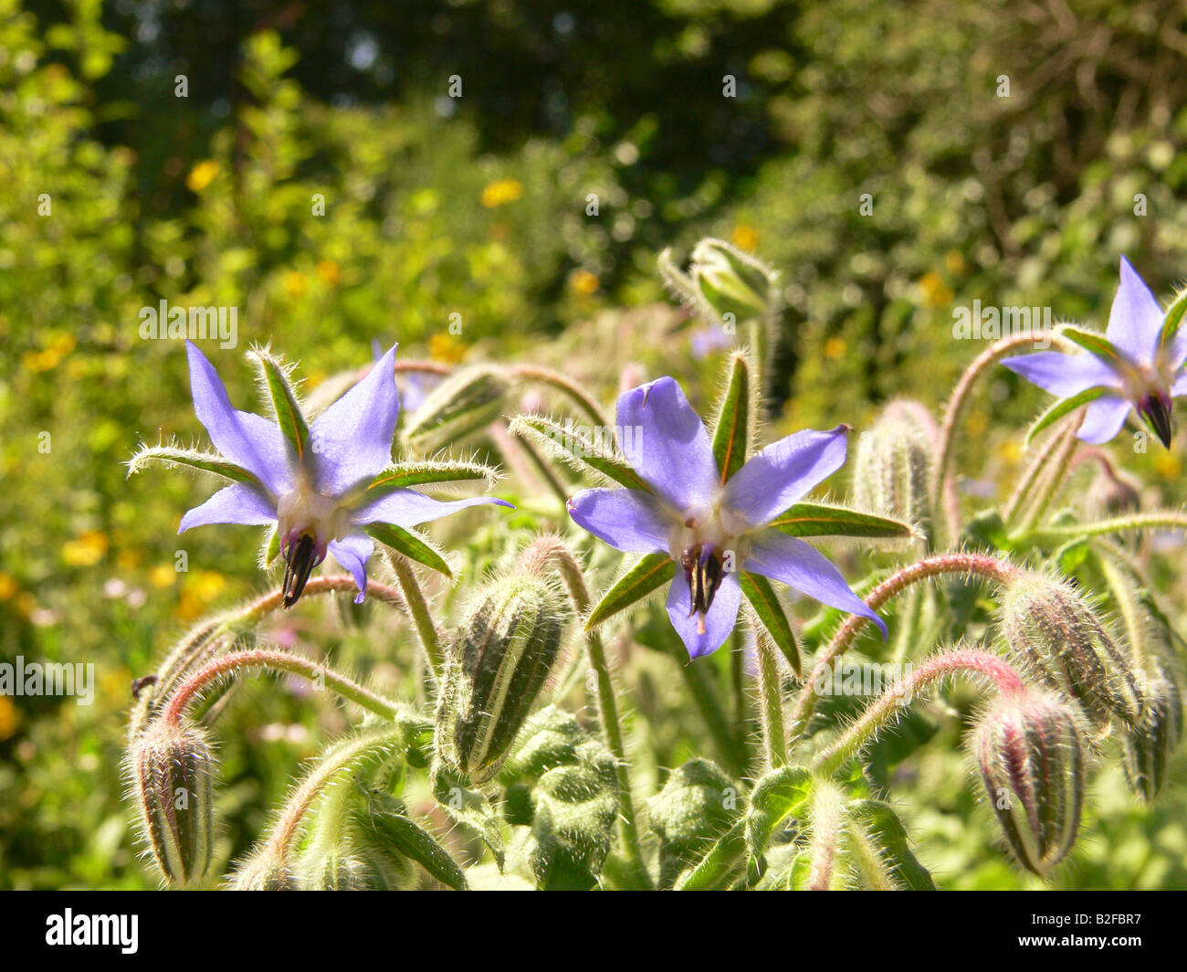 Borage - blossom / Borago officinalis Stock Photo - Alamy
