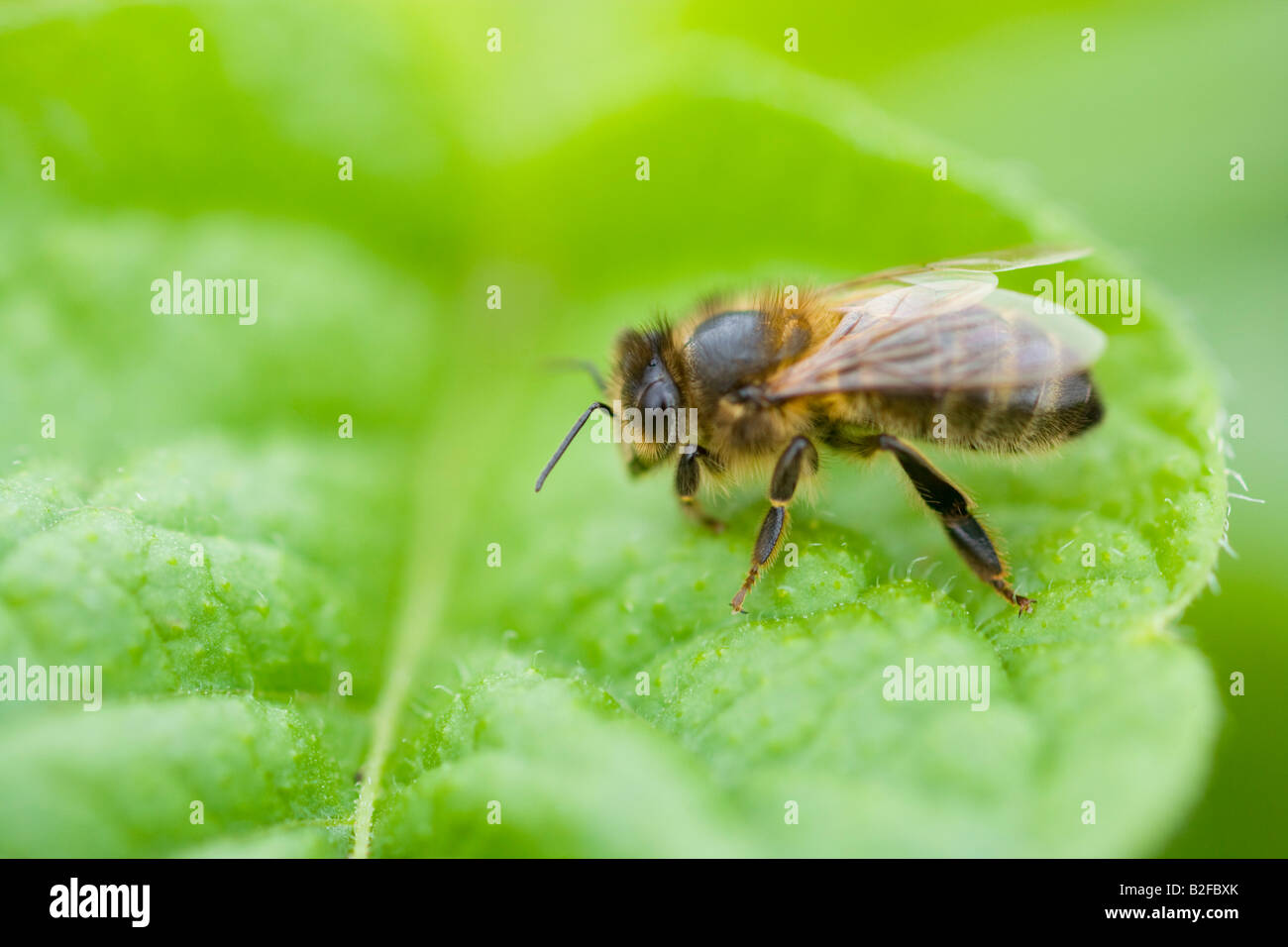 leaf cutter bee in a garden allotment Stock Photo - Alamy