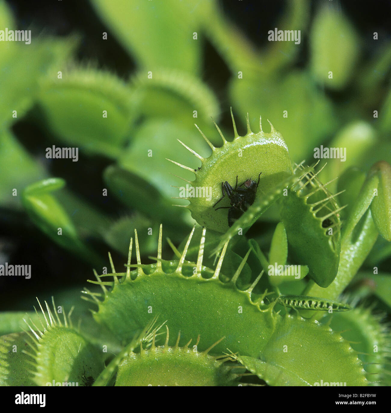 fly in Venus Flytrap / Dionaea muscipula Stock Photo - Alamy