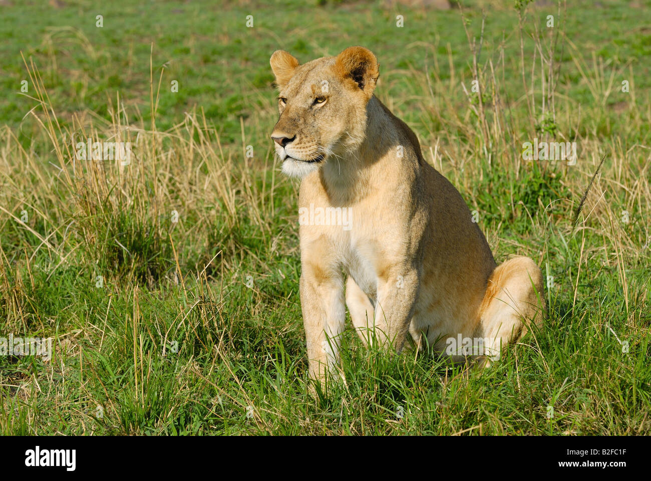 lioness - sitting on meadow / Panthera leo Stock Photo - Alamy