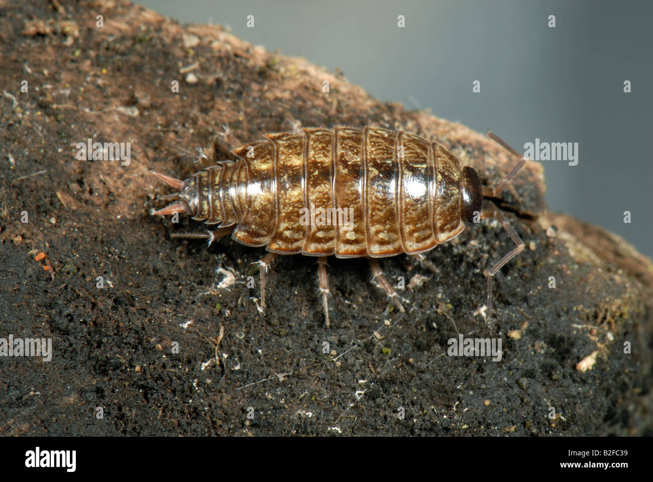 Woodlouse Philoscia muscorum on wood Stock Photo - Alamy