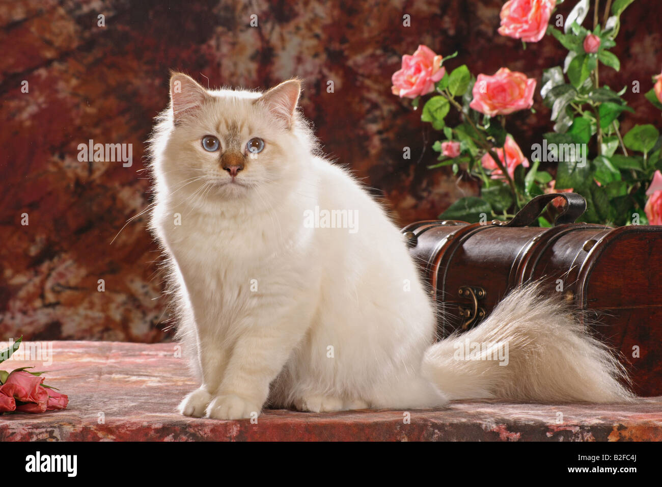 Sacred cat of Burma - sitting next to chest Stock Photo - Alamy