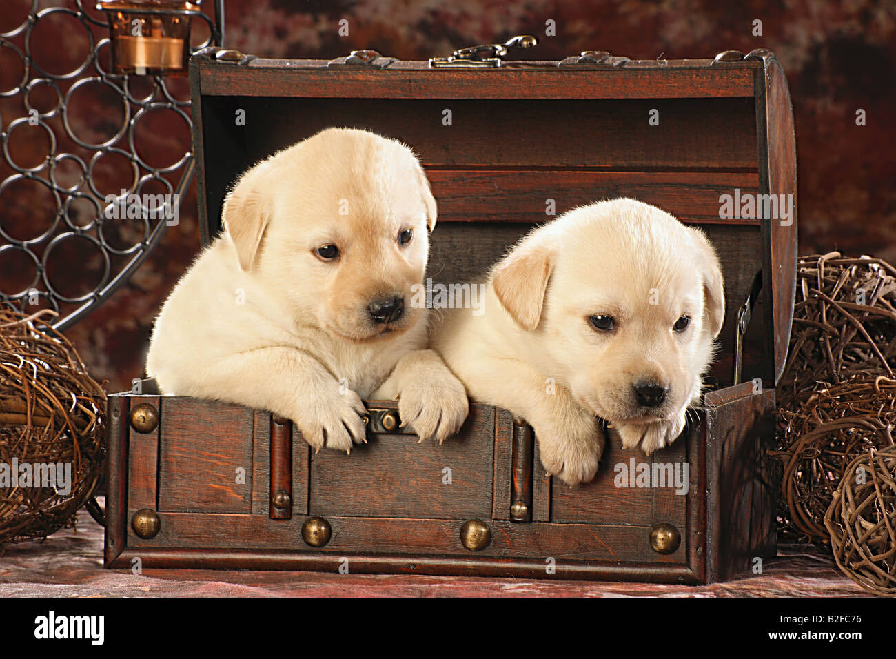 two Labrador Retriever puppies in chest Stock Photo - Alamy