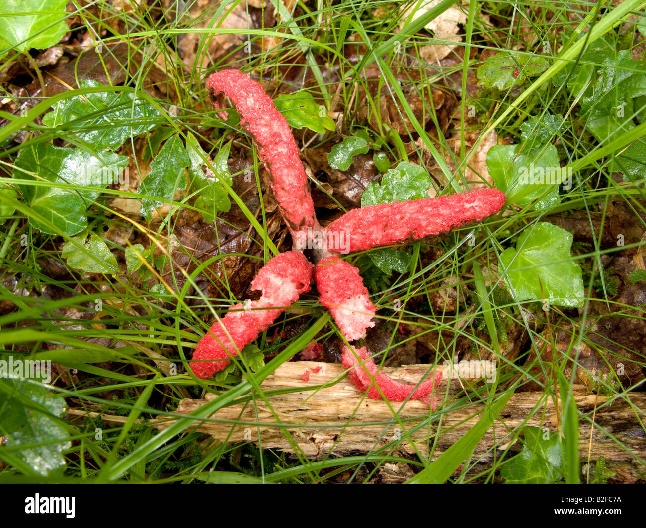 The Devil's Fingers Fungus (Clathrus Archeri Stock Photo - Alamy