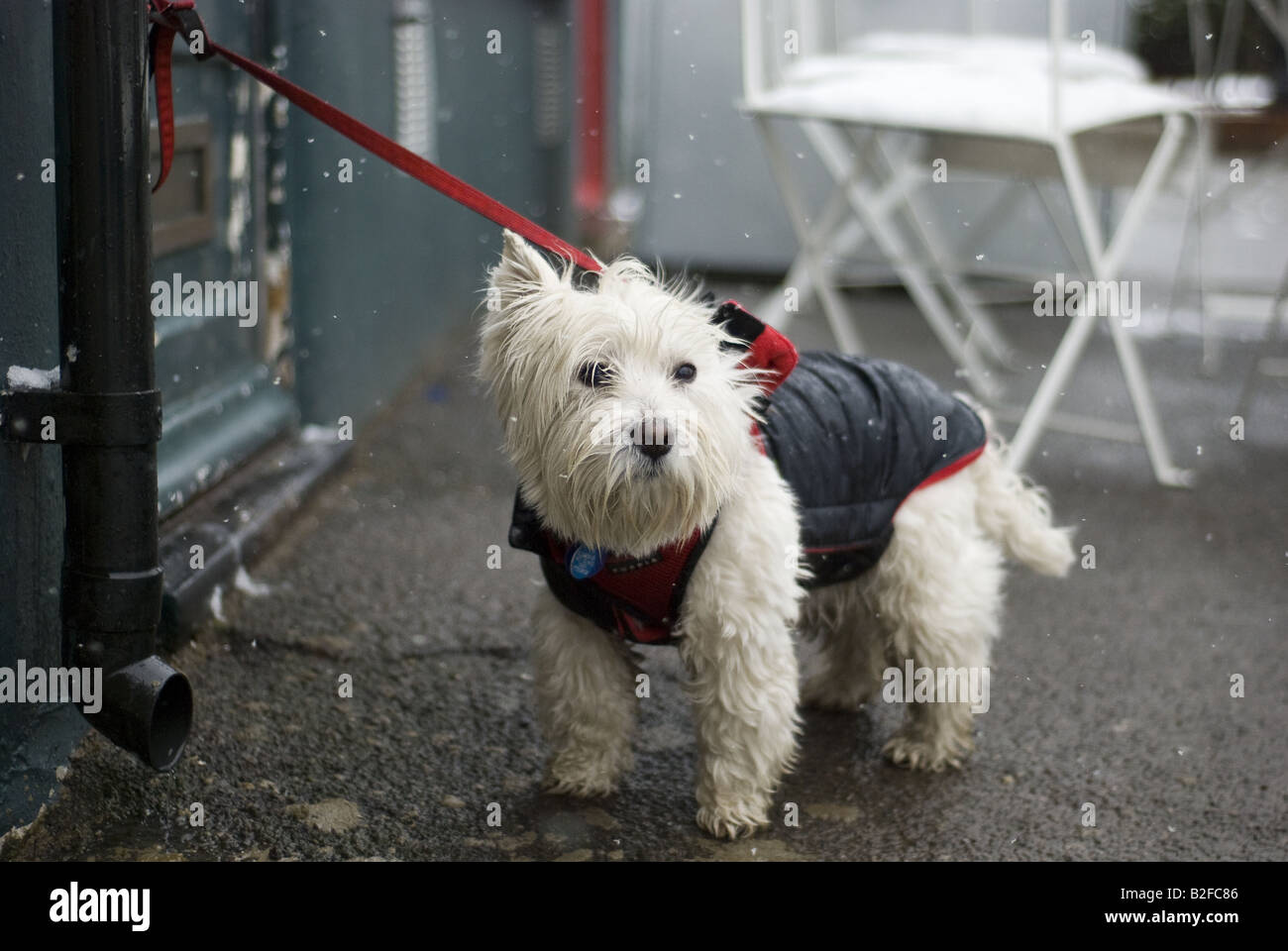 A West Hghland Terrier tethered to a drain pipe outside a store in ...