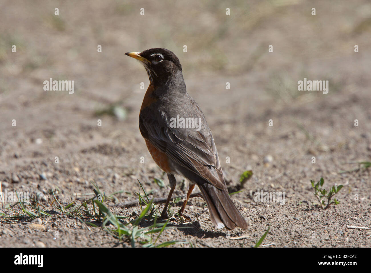 American Robin on ground Stock Photo - Alamy