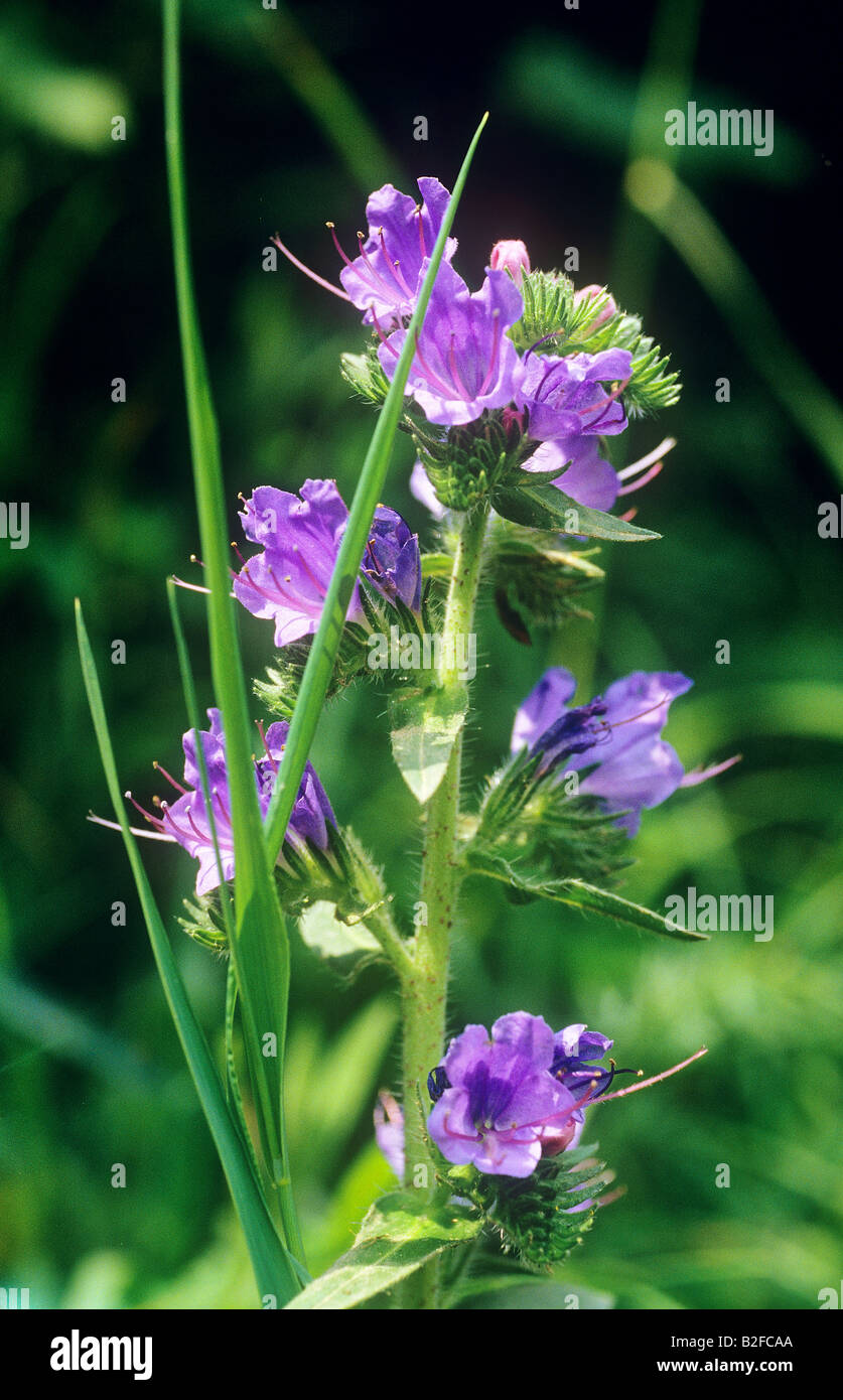 Heath Speedwell / Veronica officinalis Stock Photo - Alamy