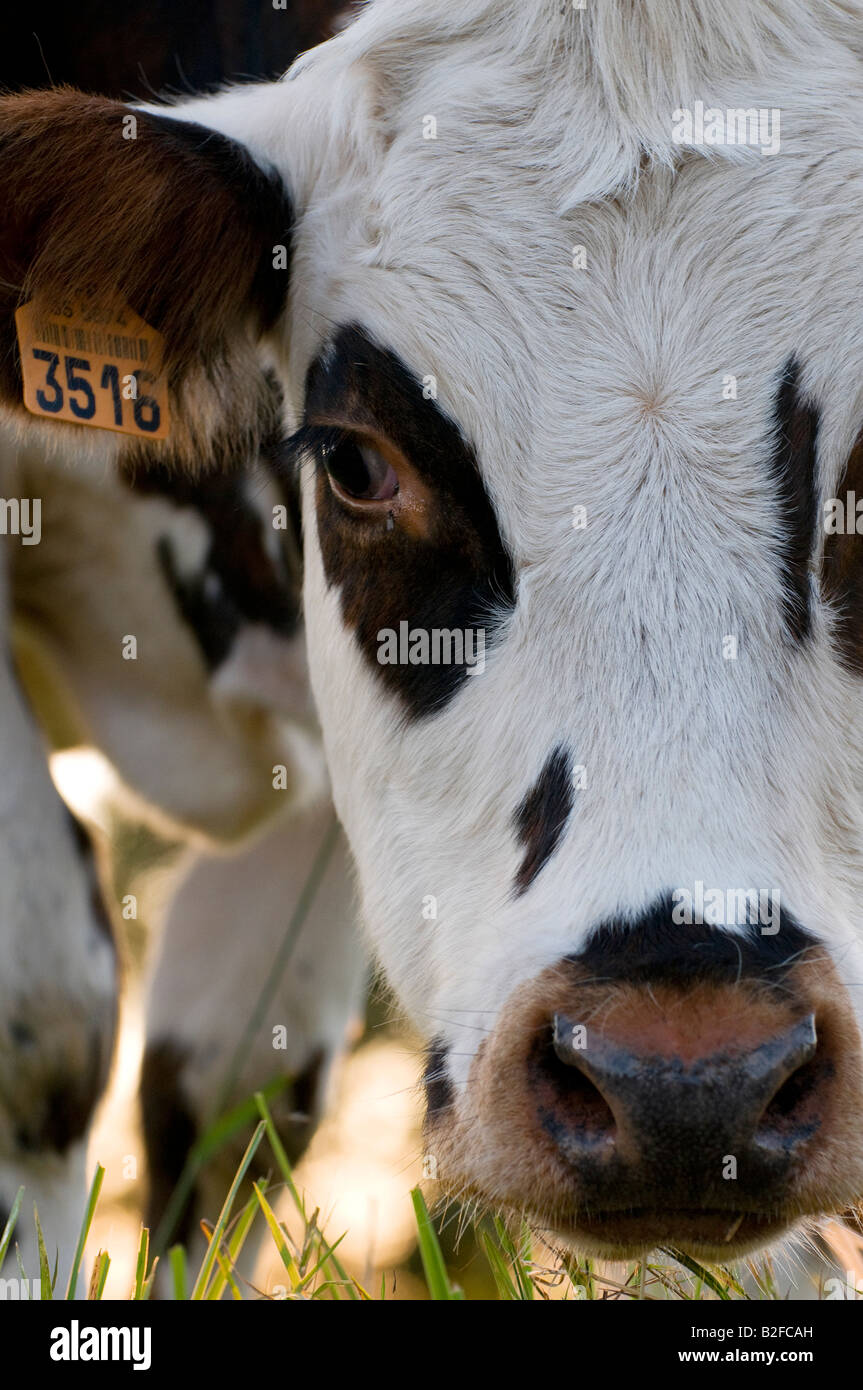 low angle of grazing beef cattle Stock Photo - Alamy