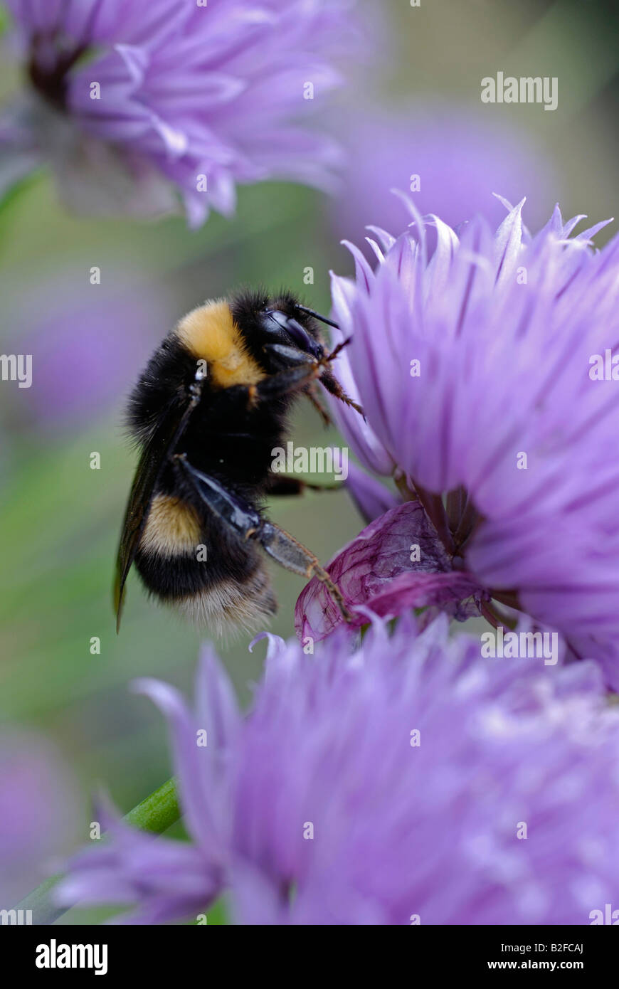 Bee chive hi-res stock photography and images - Alamy