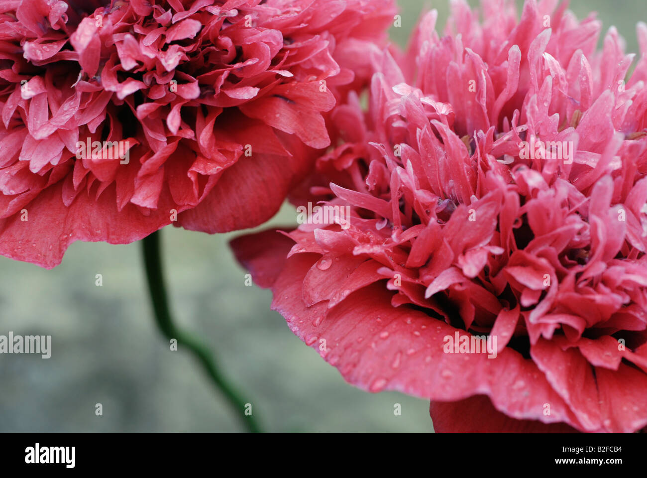 Opium poppy flowers Stock Photo - Alamy