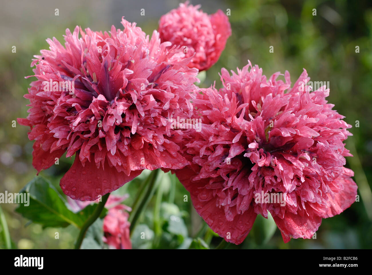 Opium Poppy flower Stock Photo - Alamy