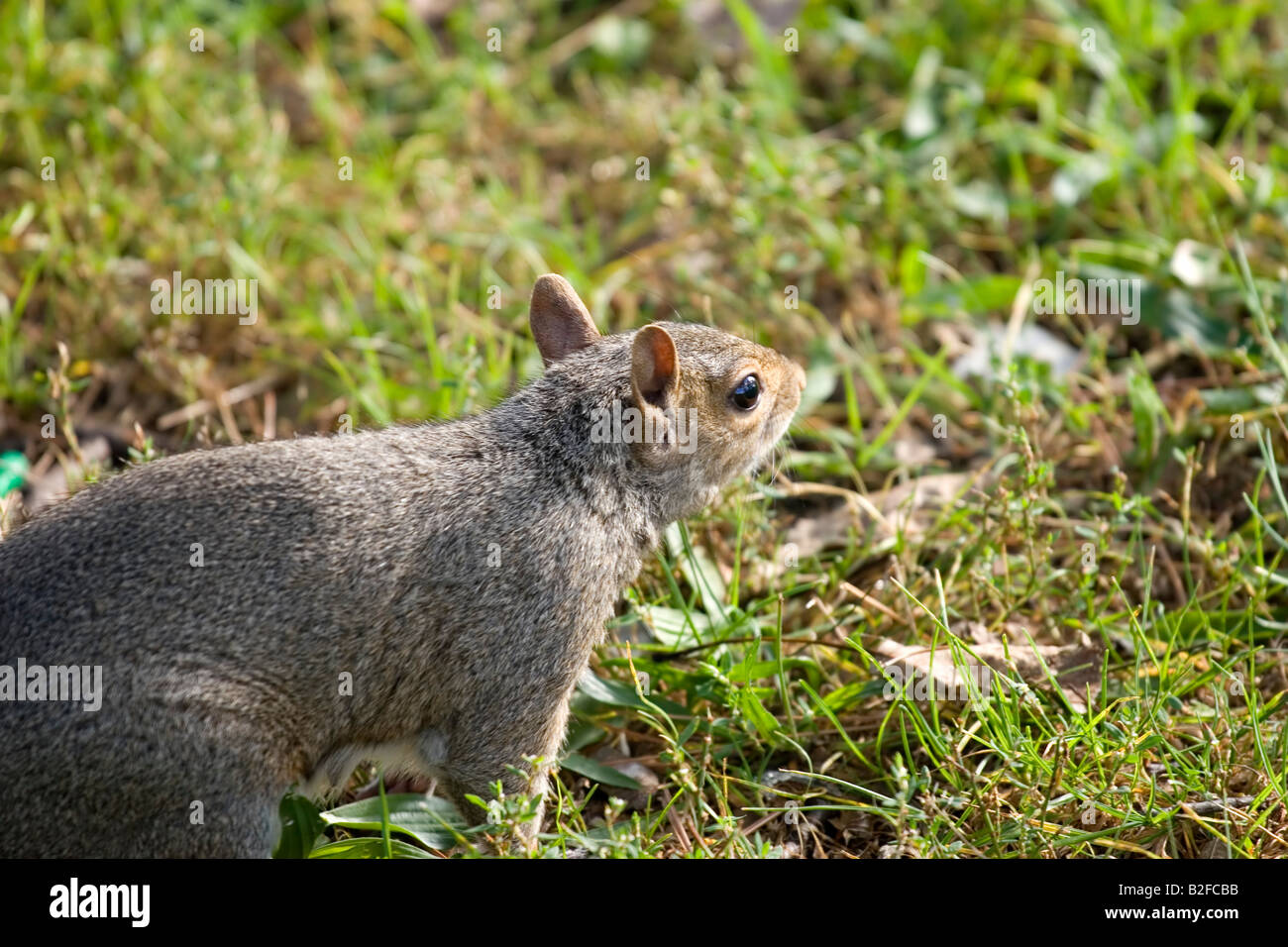 squirrel, grey, green grass, gray, sciurus, carolinensis, rodent ...