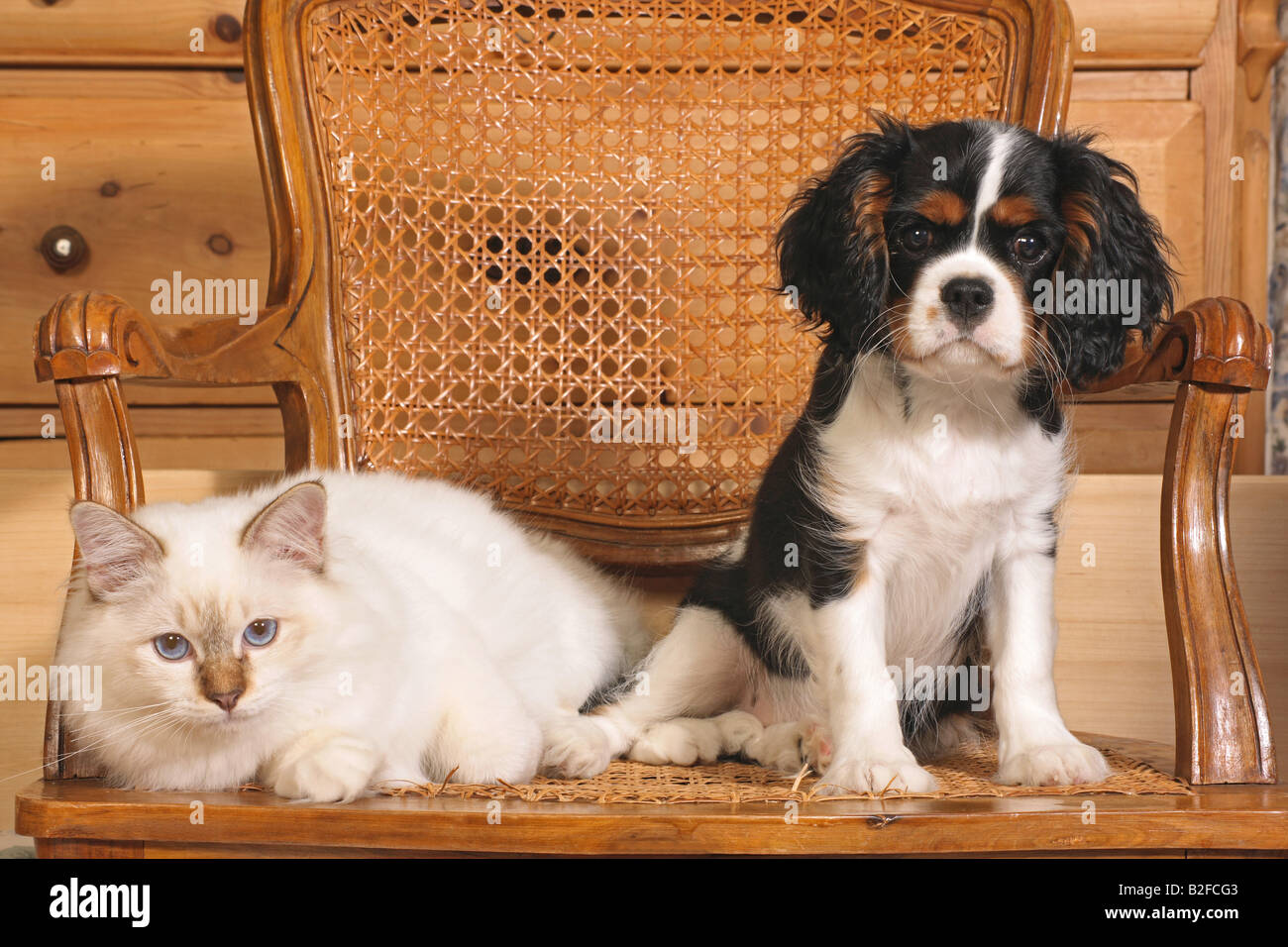 animal friendship: Cavalier King Charles Spaniel and Sacred cat of ...