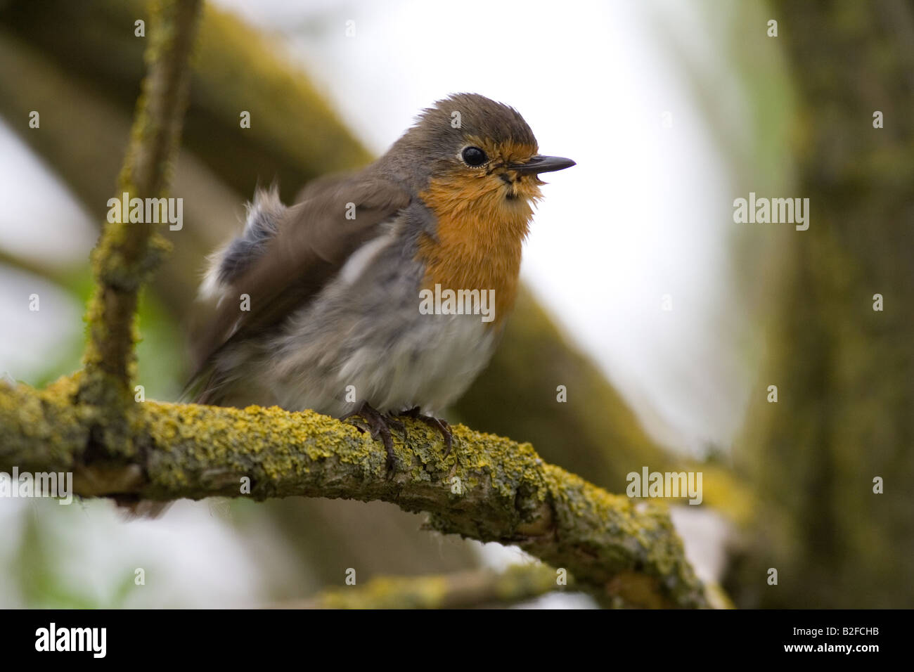 robin on a branch Stock Photo - Alamy