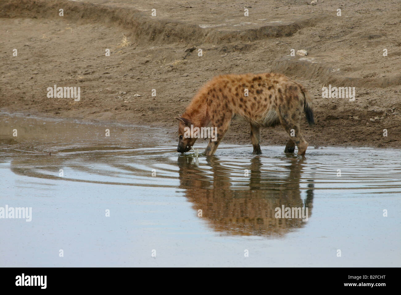 Hyena Drinking Water Stock Photo - Alamy