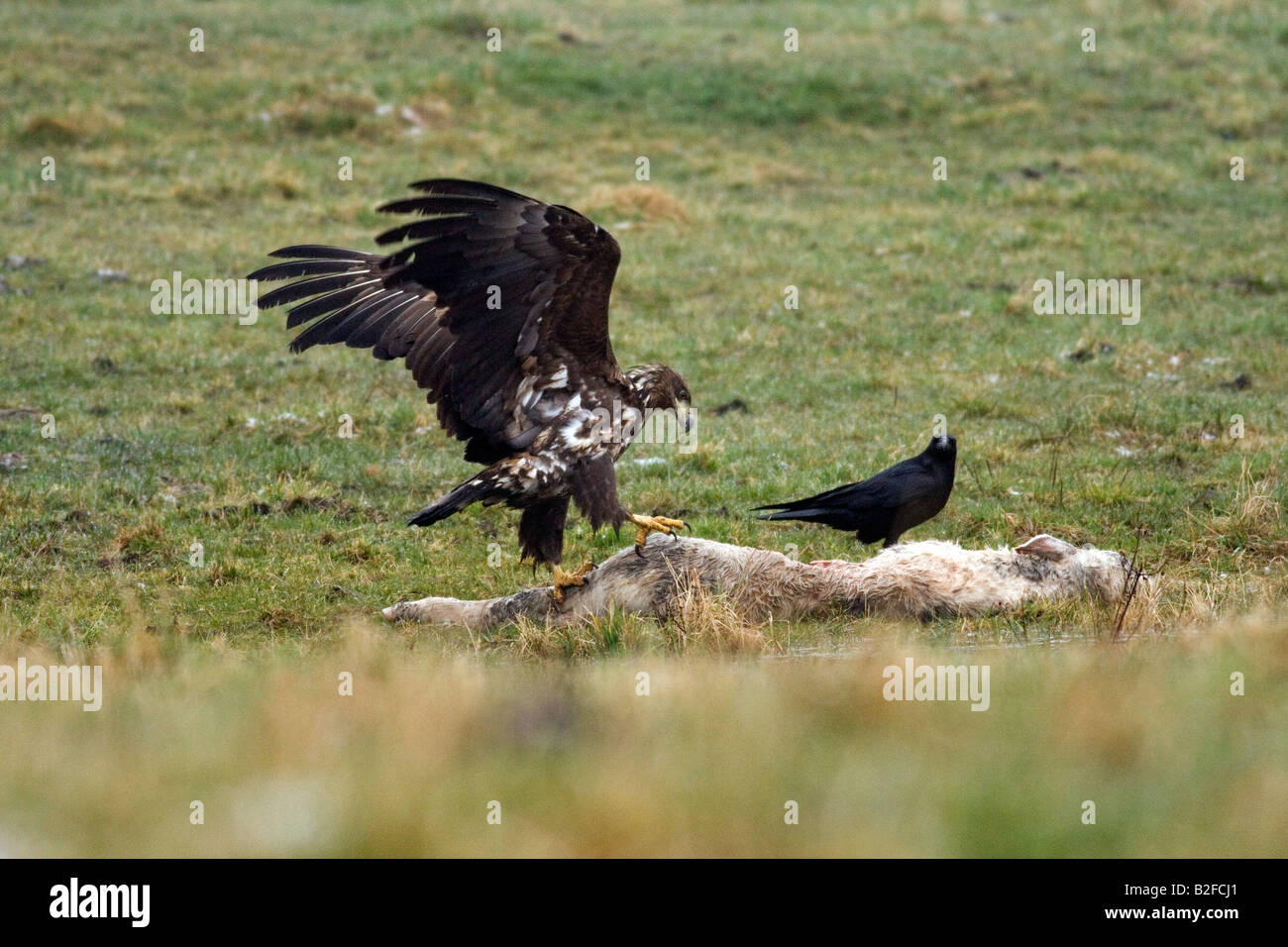 Raven and eagle hi-res stock photography and images - Alamy