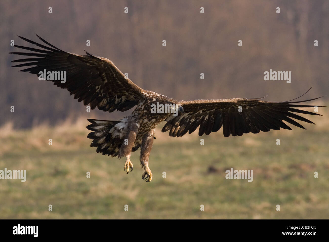 young white-tailed eagle in flight Stock Photo - Alamy