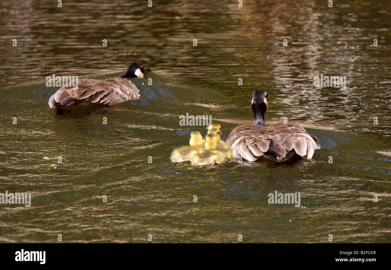 Canada Geese parents with goslings in pond Stock Photo - Alamy