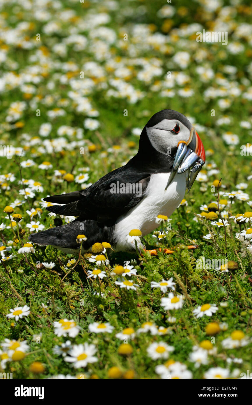 Puffin in flowers hi-res stock photography and images - Alamy