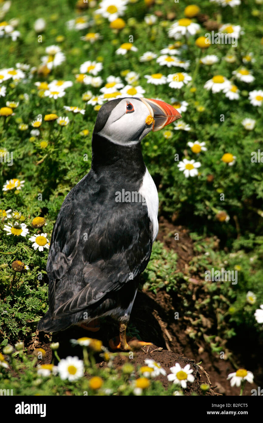 Beautiful puffin with rainbow beak near burrow amongst wild flowers ...