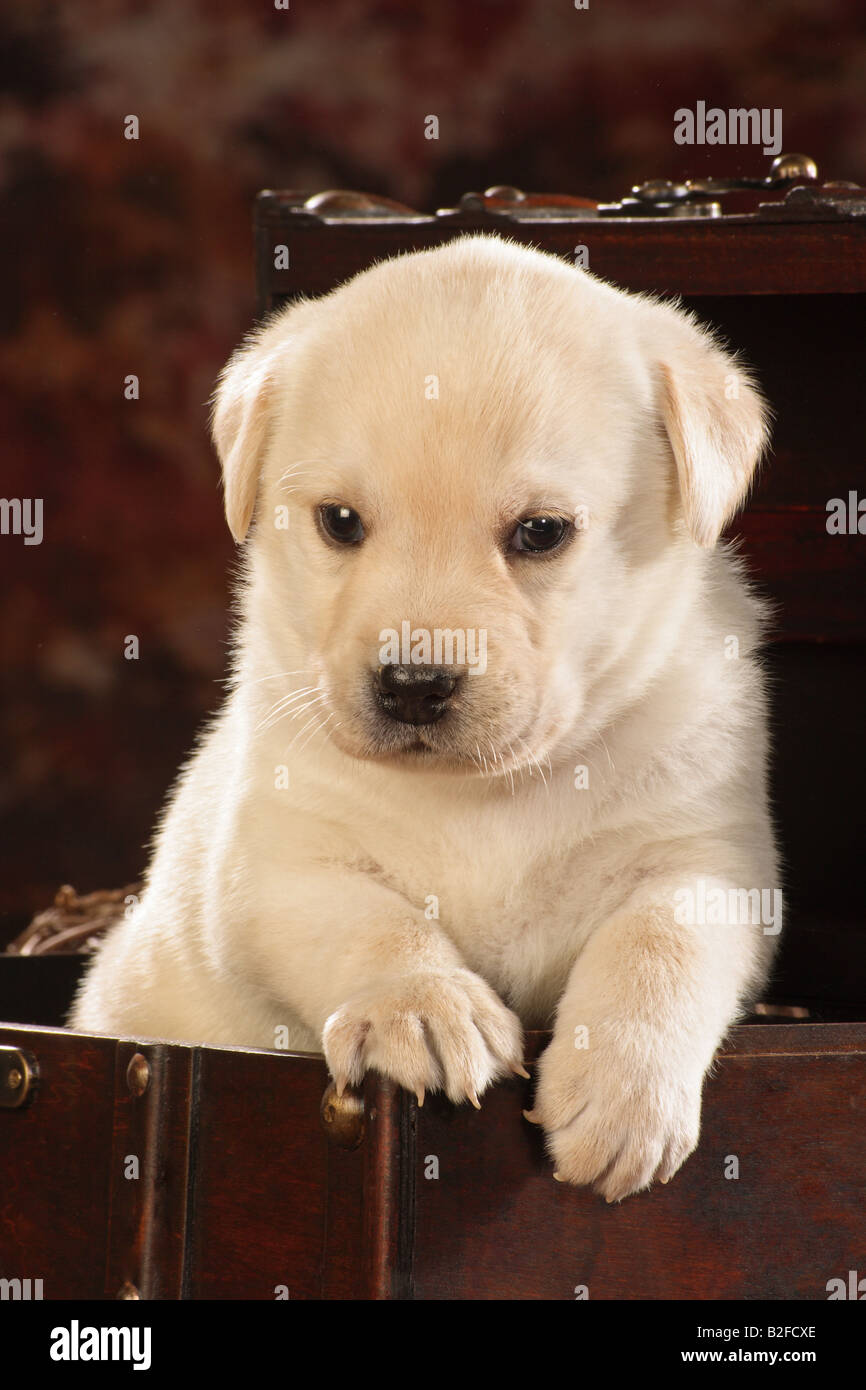 Labrador Retriever puppy in chest Stock Photo - Alamy
