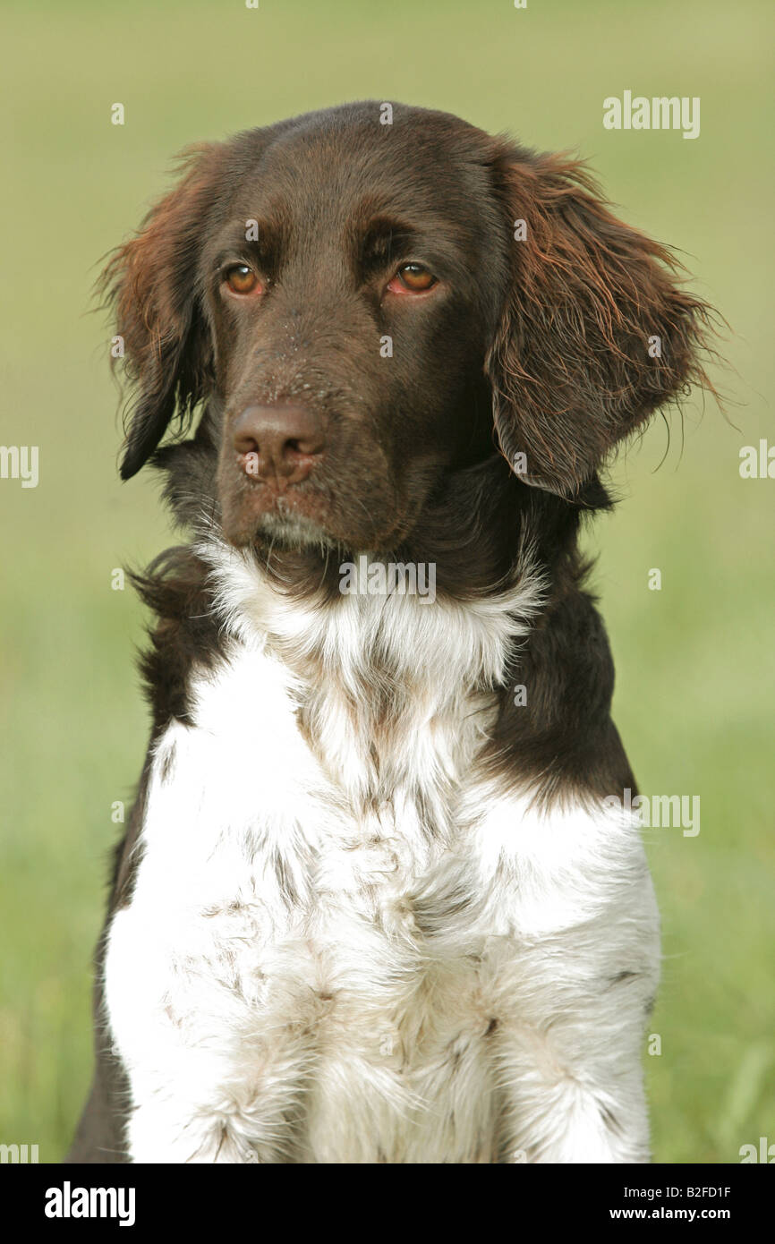 Small Muensterlaender. Portrait of adult dog Stock Photo - Alamy