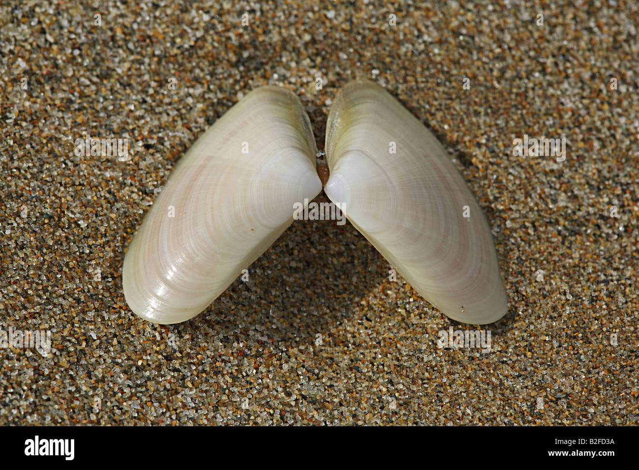 shells in the sand Stock Photo - Alamy