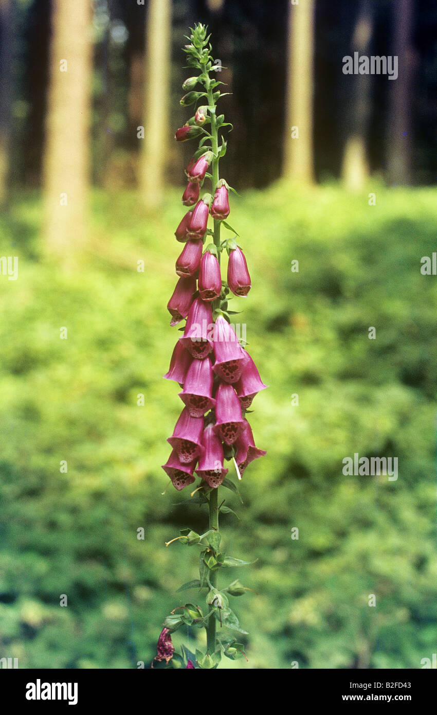 Common Foxglove / Digitalis purpurea Stock Photo - Alamy