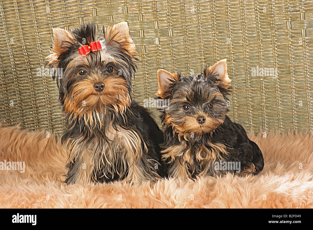 two young Yorkshire Terrier - sitting Stock Photo - Alamy