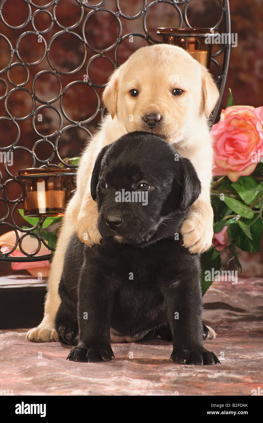 two Labrador Retriever puppies Stock Photo - Alamy