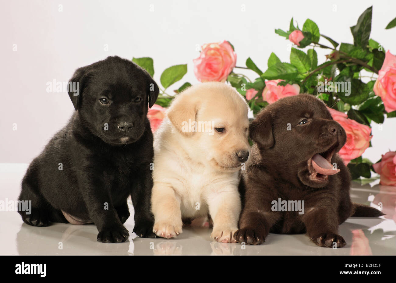 Three dog roses hi-res stock photography and images - Alamy