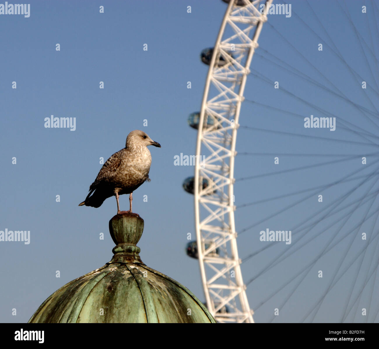 London Seagull High Resolution Stock Photography and Images - Alamy