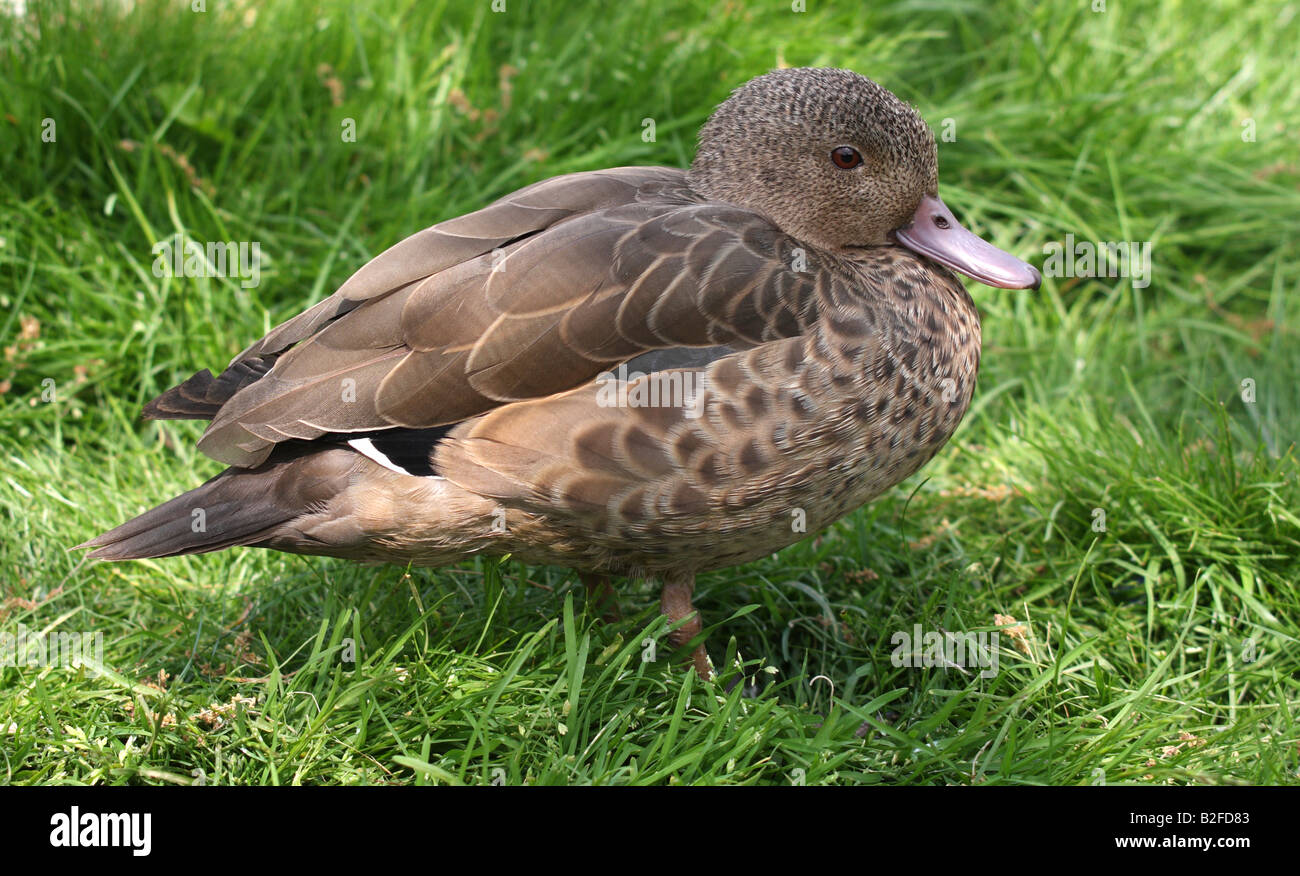 Madagascar duck hi-res stock photography and images - Alamy