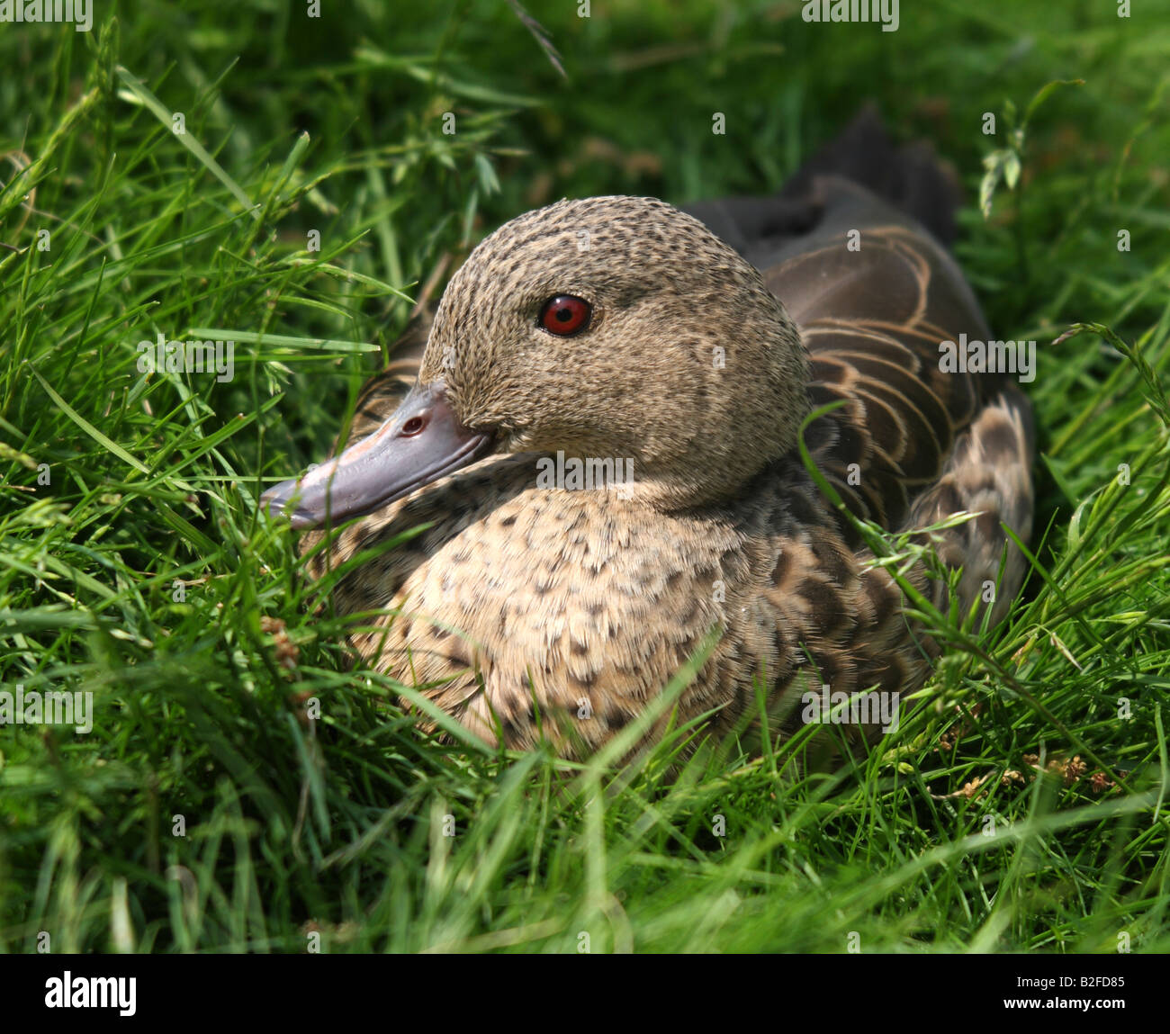 Bernieri hi-res stock photography and images - Alamy