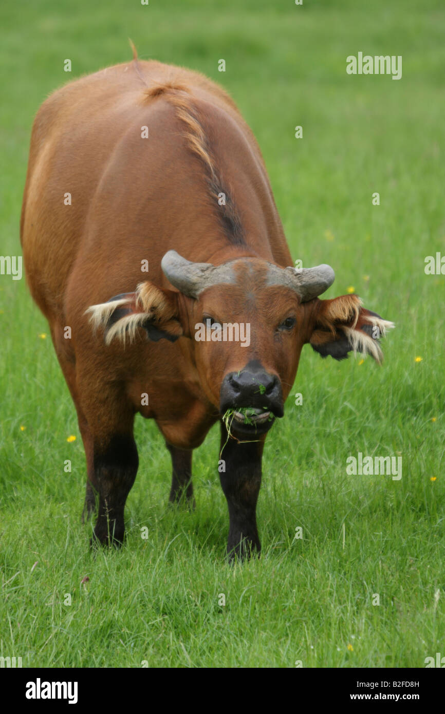 Congo buffalo hi-res stock photography and images - Alamy