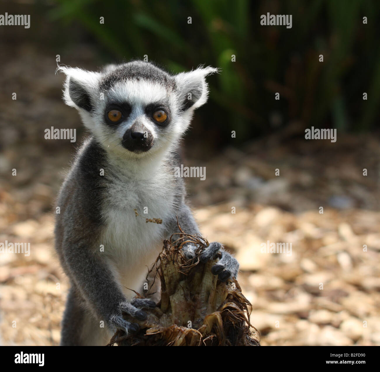 Lemur face hi-res stock photography and images - Alamy