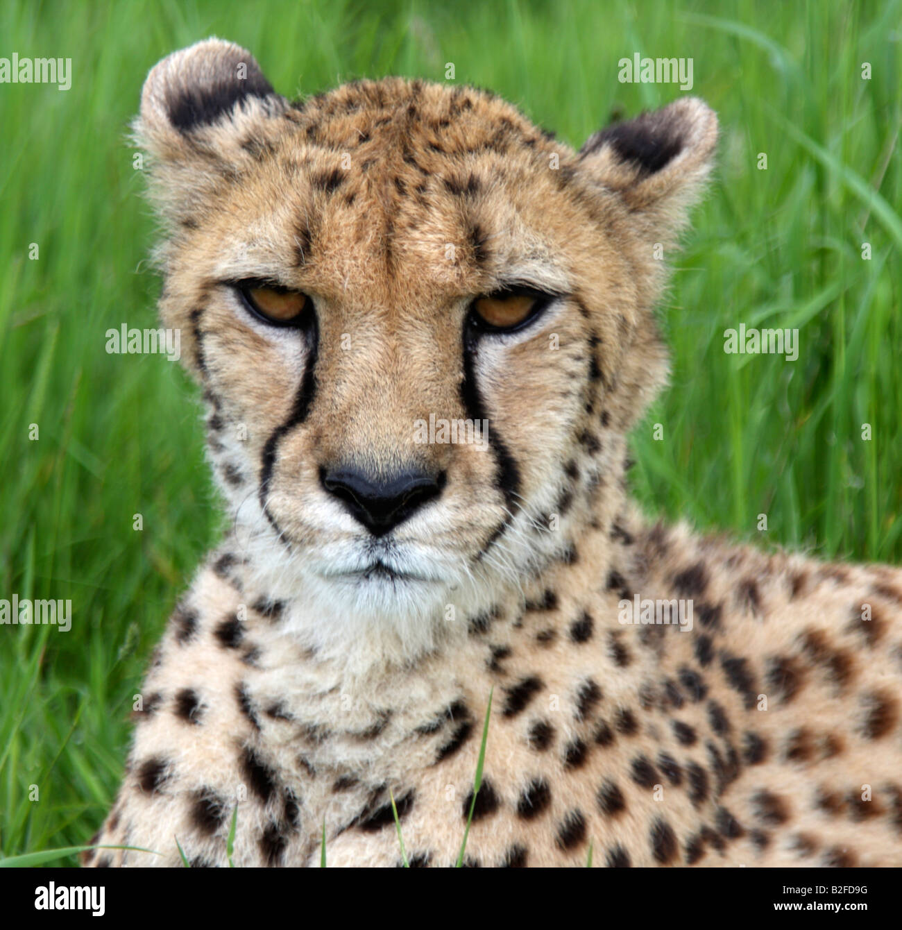 Cheetah closeup hi-res stock photography and images - Alamy