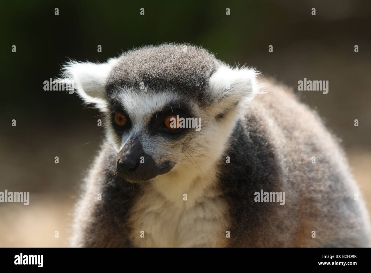 Lemur face hi-res stock photography and images - Alamy