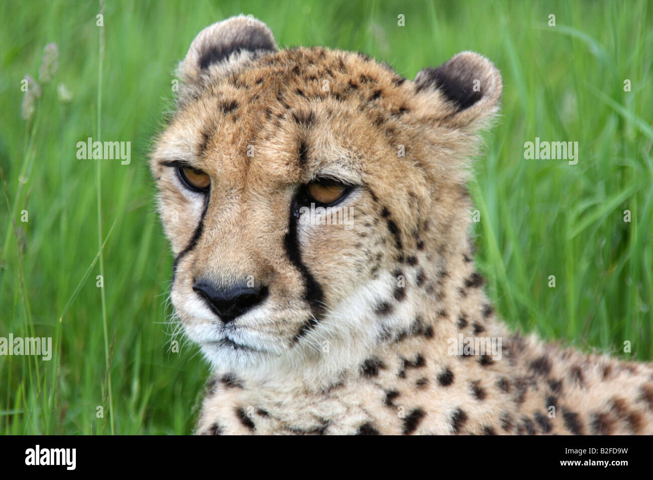 Cheetah head close up hi-res stock photography and images - Alamy