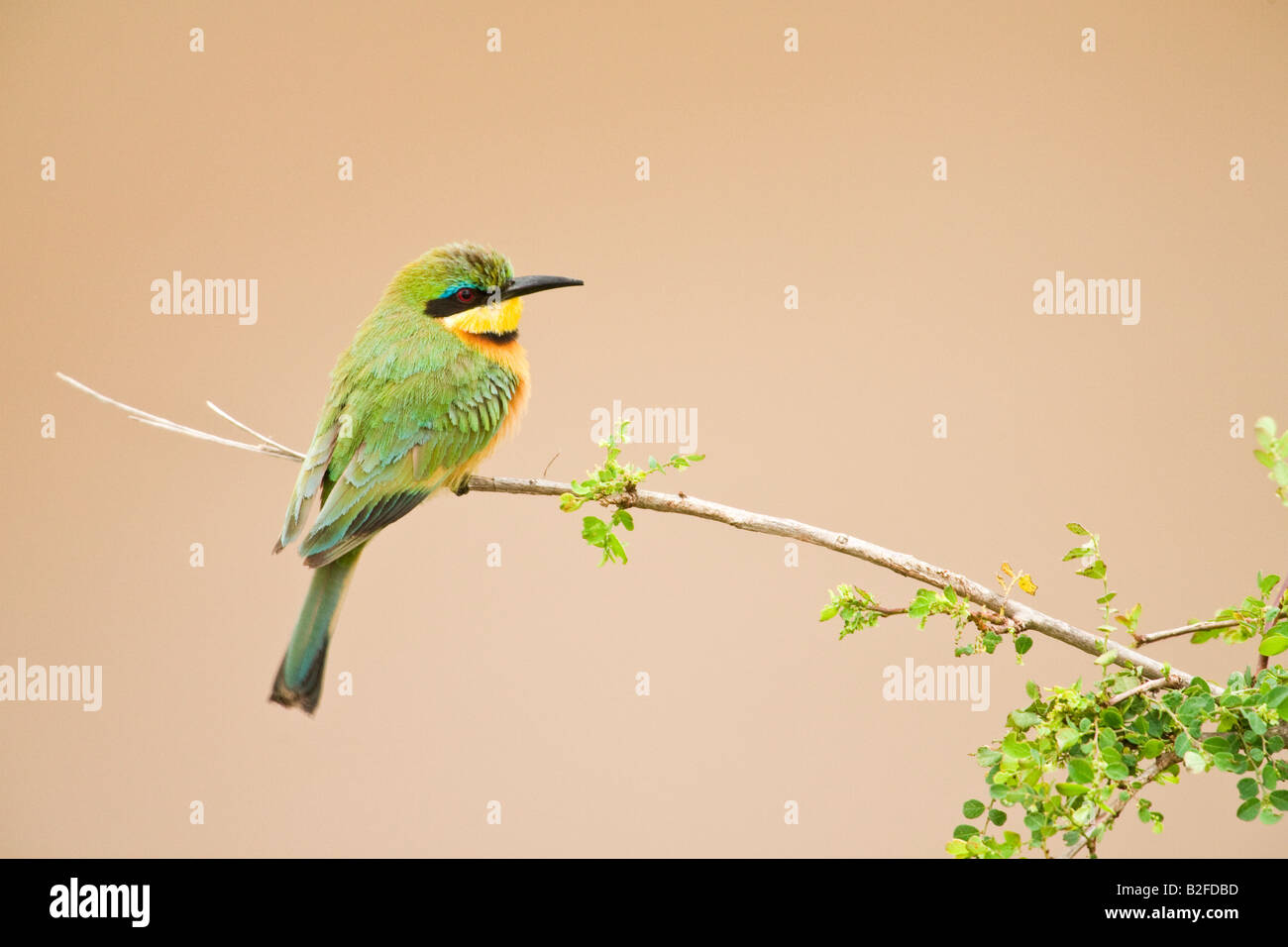 Little Bee eater (Merops pusillus) East African Race Stock Photo - Alamy