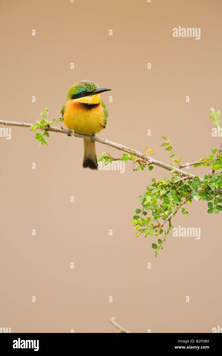 Little Bee eater (Merops pusillus) East African Race Stock Photo - Alamy