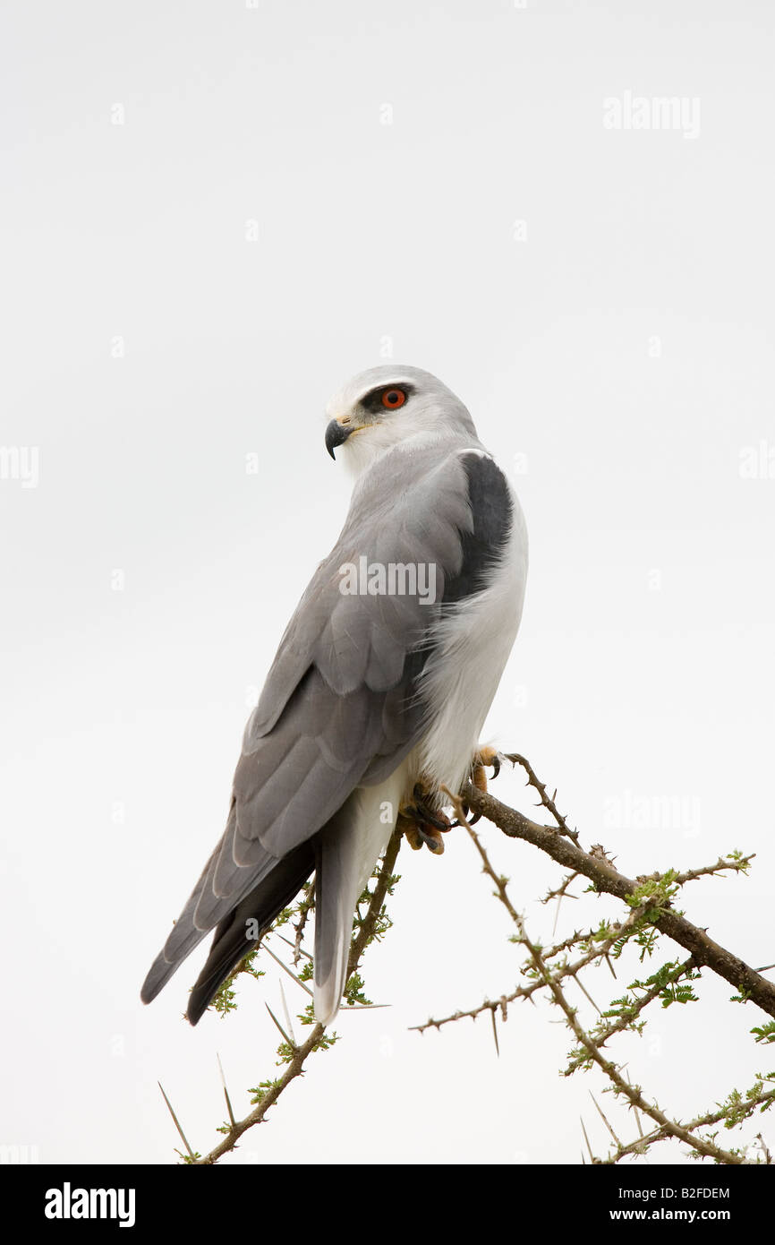 Black Shouldered Kite Elanus caeruleus Serengeti Tanzania Stock Photo ...