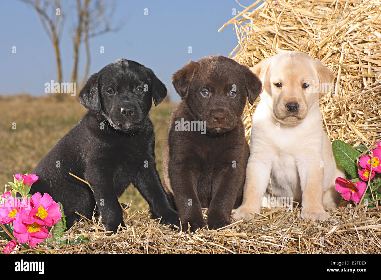 Three black labrador retrievers hi-res stock photography and images - Alamy